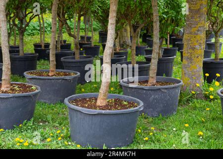 Nursery of fruit and berry trees and bushes for planting on a garden ...