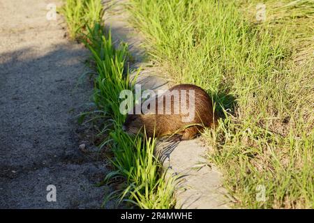 giant rat after the Ravenna flood Stock Photo - Alamy