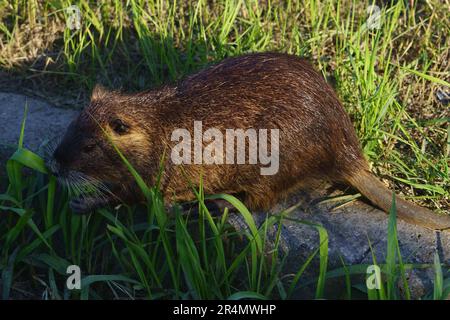 giant rat after the Ravenna flood Stock Photo - Alamy