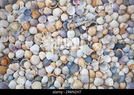 Colorful seashells in a big pile spread out, photographed from above ...
