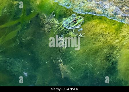 Anatolian water frog in a pond, Gelemis, Turkey Stock Photo - Alamy