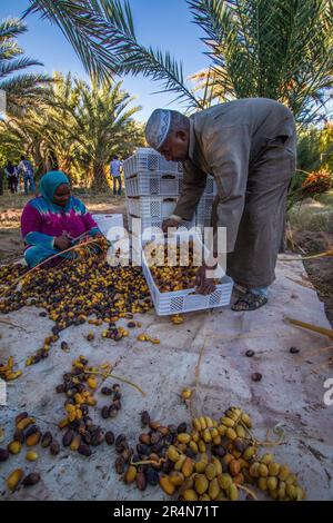 Family of Moroccan Agriculturists Plucking Dates from a Date Palm in ...