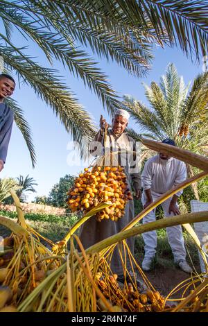 Family of Moroccan Agriculturists Plucking Dates from a Date Palm in ...