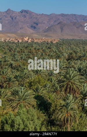 The Palm Grove of Agdz Oasis, Southern Morocco: A Tapestry of Date ...
