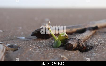 The beauty of mangrove seeds when they germinate for future ...