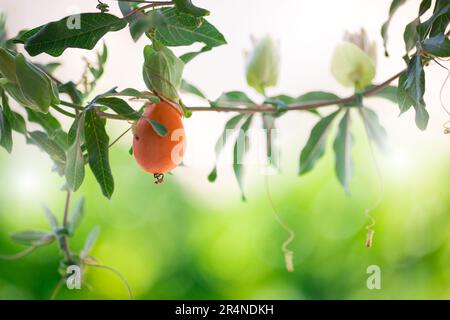 Marian plum fruit in marian plum tree in the garden tropical fruit ...
