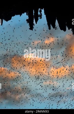 Wrinkle-lipped free-tailed bat (Chaerephon plicatus) pup on the floor ...