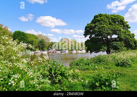 The Riverside at Twickenham on a hot summers day Greater London England ...
