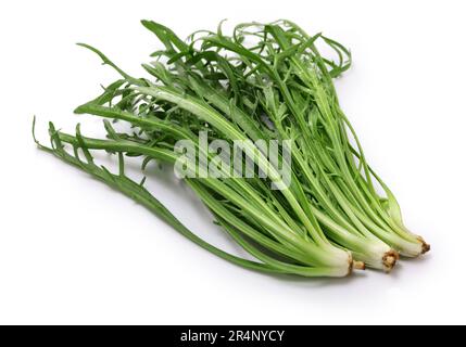 Erba Stella, Buck's Horn, Italian vegetable Stock Photo - Alamy