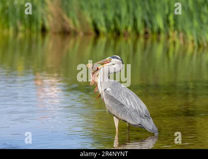 Shenfield Common and Pond, Brentwood Essex Stock Photo - Alamy