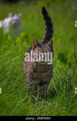 Tabby curved mouth male cat in green spring fresh grass with shining ...