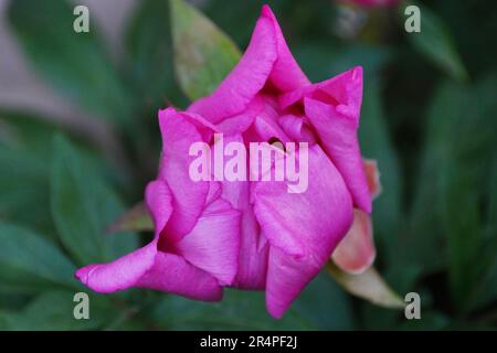 Gardens In Bloom, Landscape Design elements. Flower garden. Landscaping ...