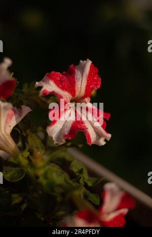 Close-up of a red and white Petunia hanging on a reed background with ...