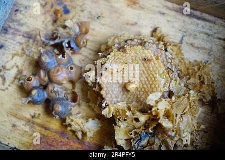 Beehive of mayan stingless bees tetragonisca angustula Stock Photo - Alamy