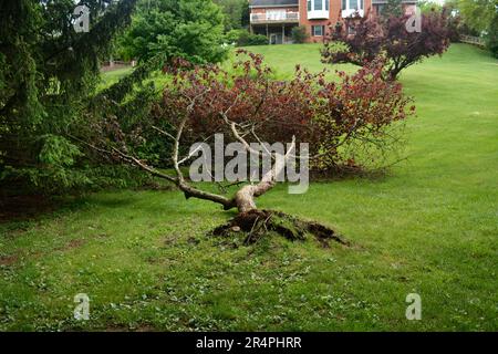 A small tree toppled in a storm in Virginia, USA Stock Photo - Alamy