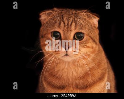 Closeup Scottish Fold Cat on Black Background Stock Photo - Alamy