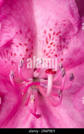 Pink Rhododendron Flower Roseum Elegans Stock Photo - Alamy
