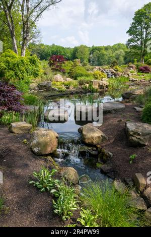 Chinese streamside garden at RHS Bridgewater, Worsley Greater ...