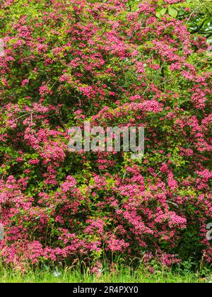 Massed red flowers of the ornamental hawthorn tree, Crataegus laevigata ...