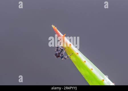 Colonus hesperus jumping spider Stock Photo - Alamy