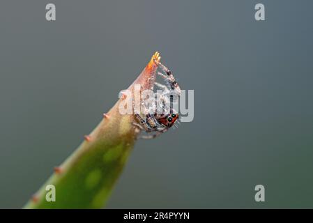Colonus hesperus jumping spider Stock Photo - Alamy