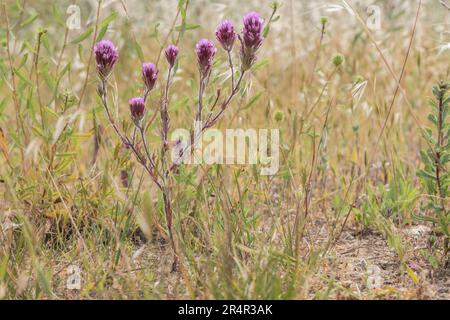Owl's clover (Castilleja exserta) blooming on a field, California Stock ...