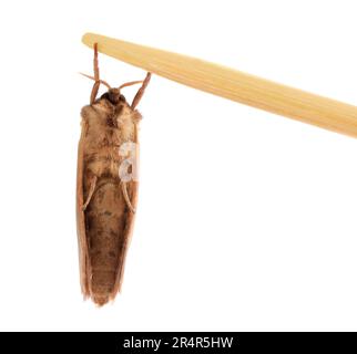 Brown common clothing moth isolated on white Stock Photo - Alamy
