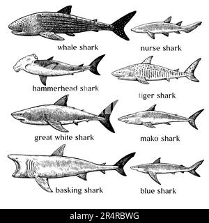 Types of sharks. Big set of hand drawn ink illustrations in retro ...
