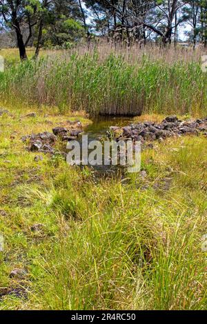 Eel trap in the channels built by the Gunditjmara people in the Budj ...