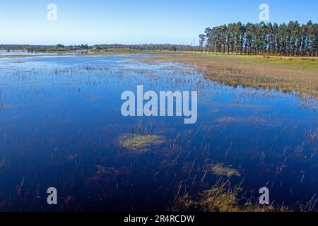 Lake Condah (Tae Rak), part of the World Heritage-listed Budj Bim ...