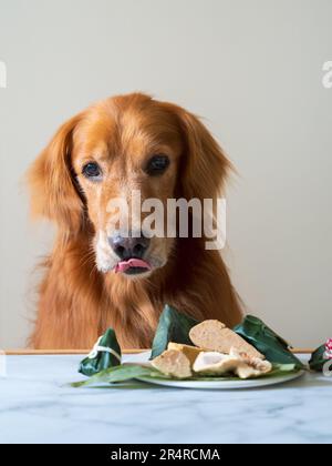Golden retriever and rice dumplings on the table Stock Photo - Alamy
