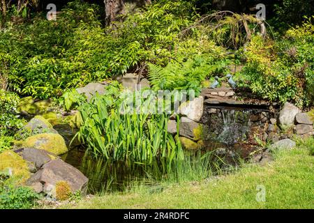 Issaquah, Washington, USA. Water feature backyard pond with waterfall ...