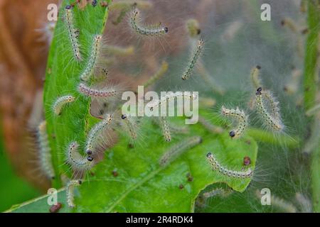 Web nest of fall webworms, (Hyphantria cunea) , Brazos Bend State Park ...