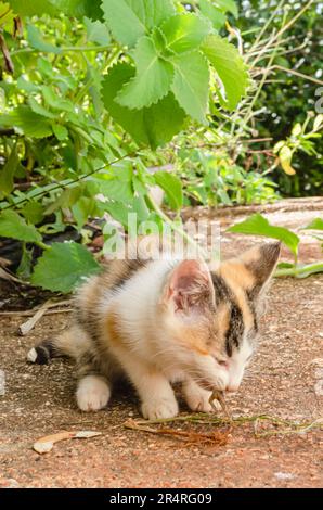 A Kitten Eating Lizard Stock Photo - Alamy