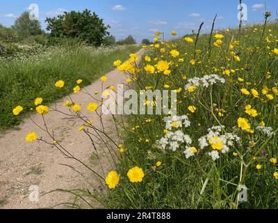 COUNTRY PATH in Berkshire, England. Photo: Tony Gale Stock Photo - Alamy