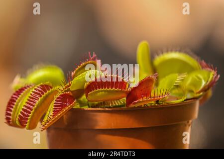 A carnivorous plant known as Venus flytrap Stock Photo - Alamy
