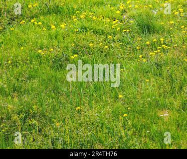 parkland grass lawn with dandelions at the green hill slope Stock Photo ...