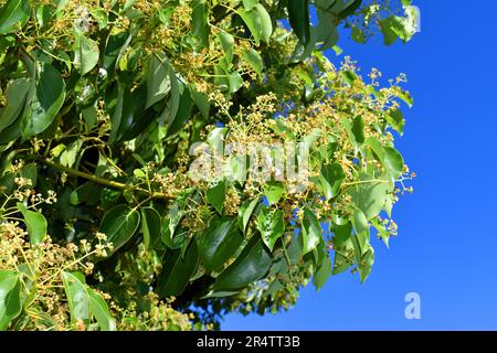 Leaves and flowers of the camphor tree (Cinnamomum camphora Stock Photo ...