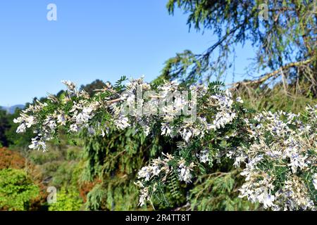 Flowers of Sophora davidii, a shrub native to southwestern China Stock ...