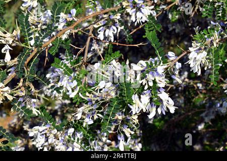 Flowers of Sophora davidii, a shrub native to southwestern China Stock ...