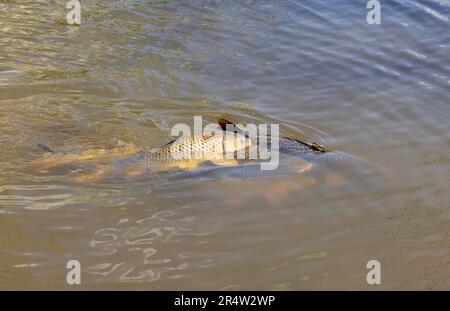 Common carp swimming and spawning in a flooded farm field in spring ...