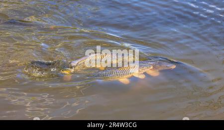 Common carp swimming and spawning in a flooded farm field in spring ...