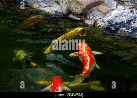 Decorative carps swim up to the shore. Koi carp are ornamental ...