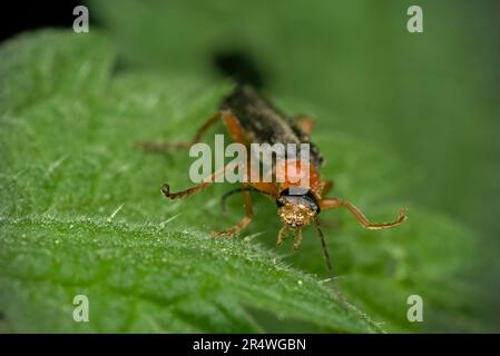 Single Soldier beetle (Cantharis cf. pellucida) crawling on a nettle ...