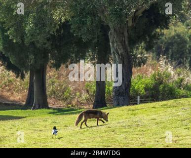 A Fox (Vulpes vulpes indutus) crosses a fairway at the Minthis Hills ...