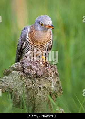 Female Cuckoo, (Cuculus canorus) also known as the Common Cuckoo ...