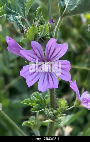 Macro of a wild mallow leaf with blue background Stock Photo - Alamy
