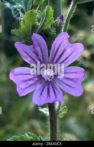 Flower,Single Flower,Blossom,Temperate Flower,Blue Stock Photo - Alamy
