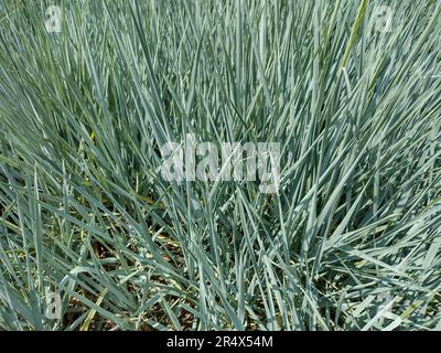European dune grass. Leymus arenarius Stock Photo - Alamy