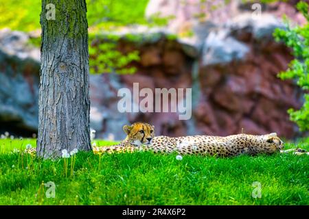 Cheetah resting under tree Stock Photo - Alamy